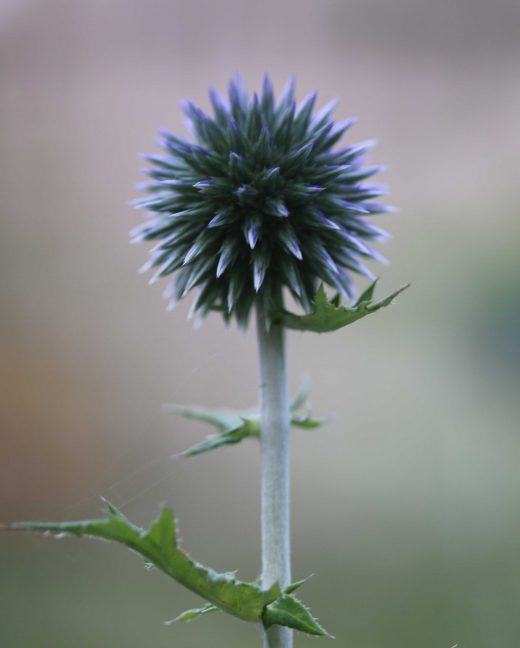 Kogeldistel als plukbloem. Kogeldistel (Echinops) ⋆ plukbloem.nl
