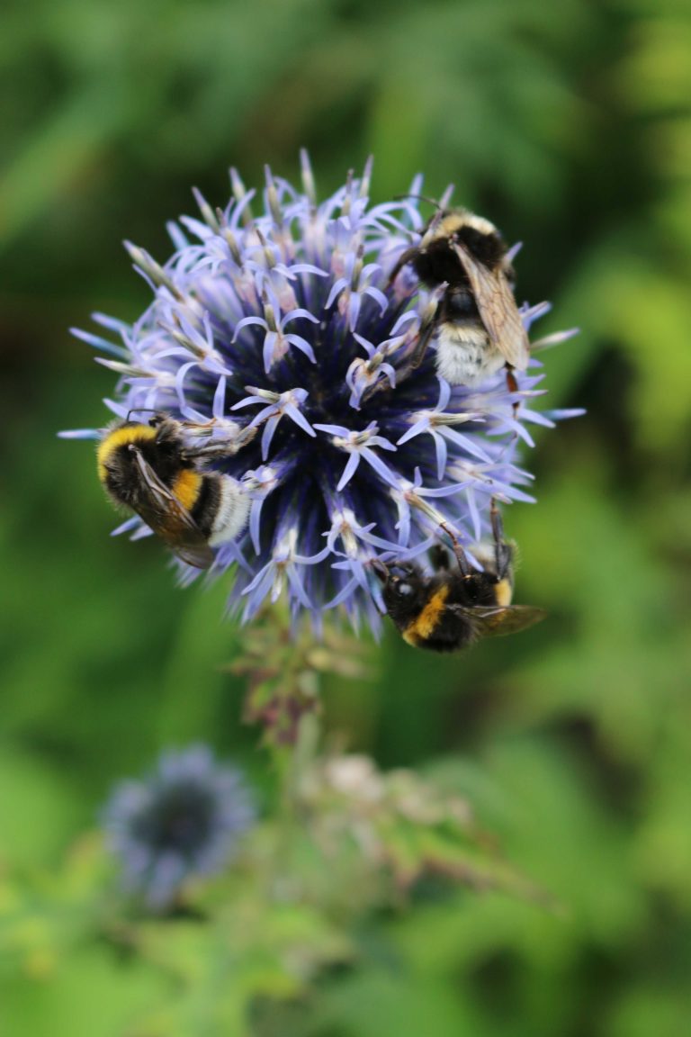 Kogeldistel als plukbloem. Kogeldistel (Echinops) ⋆ plukbloem.nl