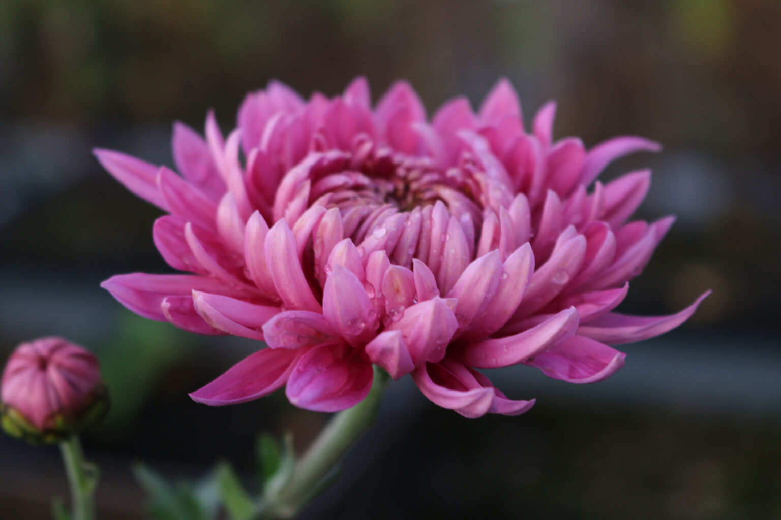Bloemen uit grootmoederstijd. Chrysant (Chrysanthemum) ⋆ plukbloem.nl