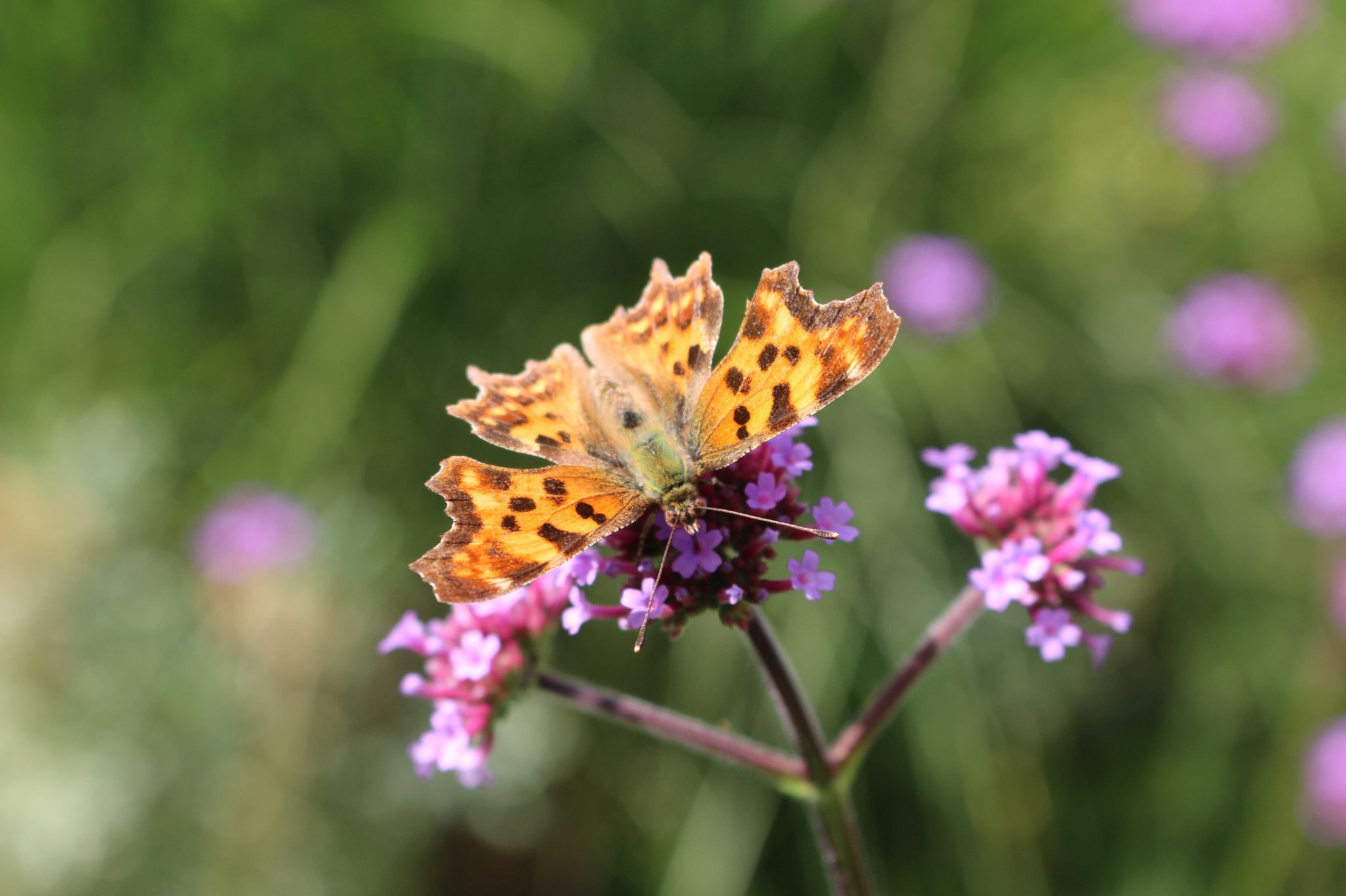 Vlinderplant IJzerhard (Verbena bonariensis) ⋆ plukbloem.nl