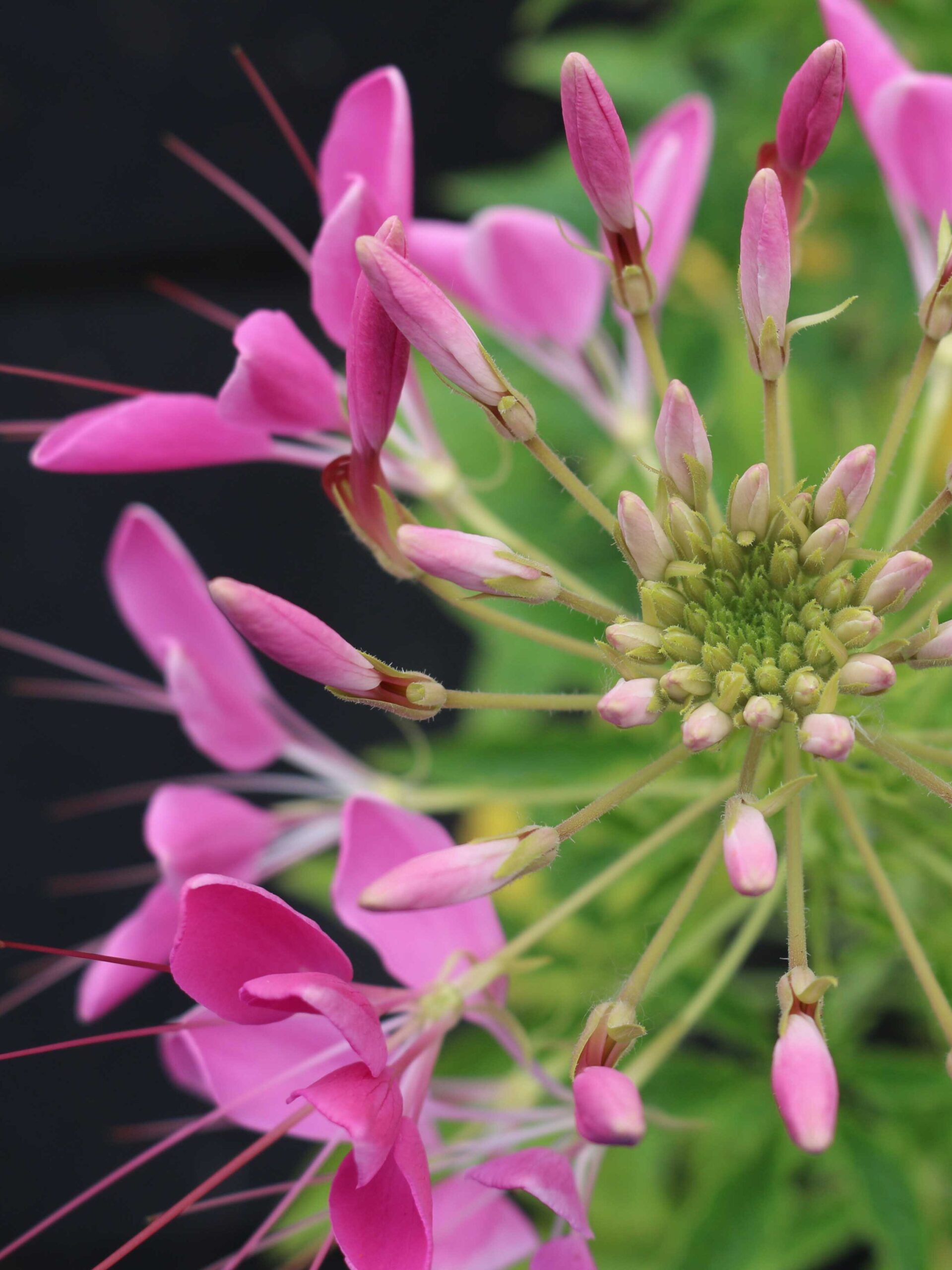 Kattensnor Kattensnor (Cleome spinosa ) ⋆ plukbloem.nl